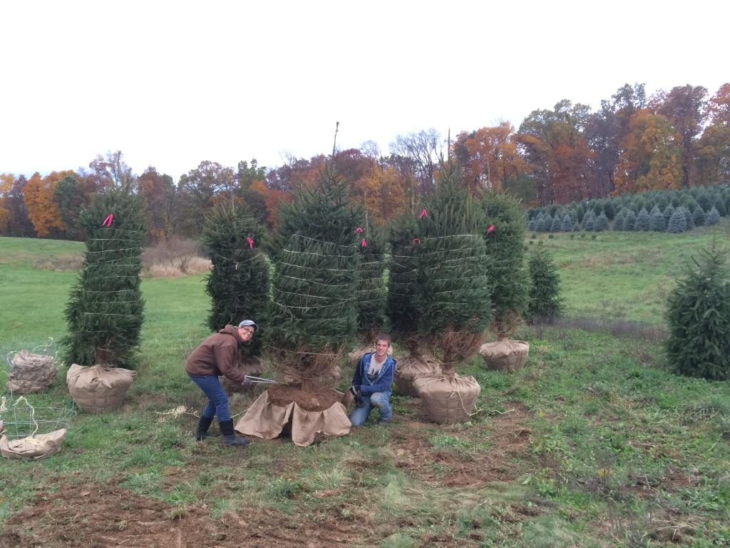 Recent Photos - Blue Ridge Christmas Tree Farm