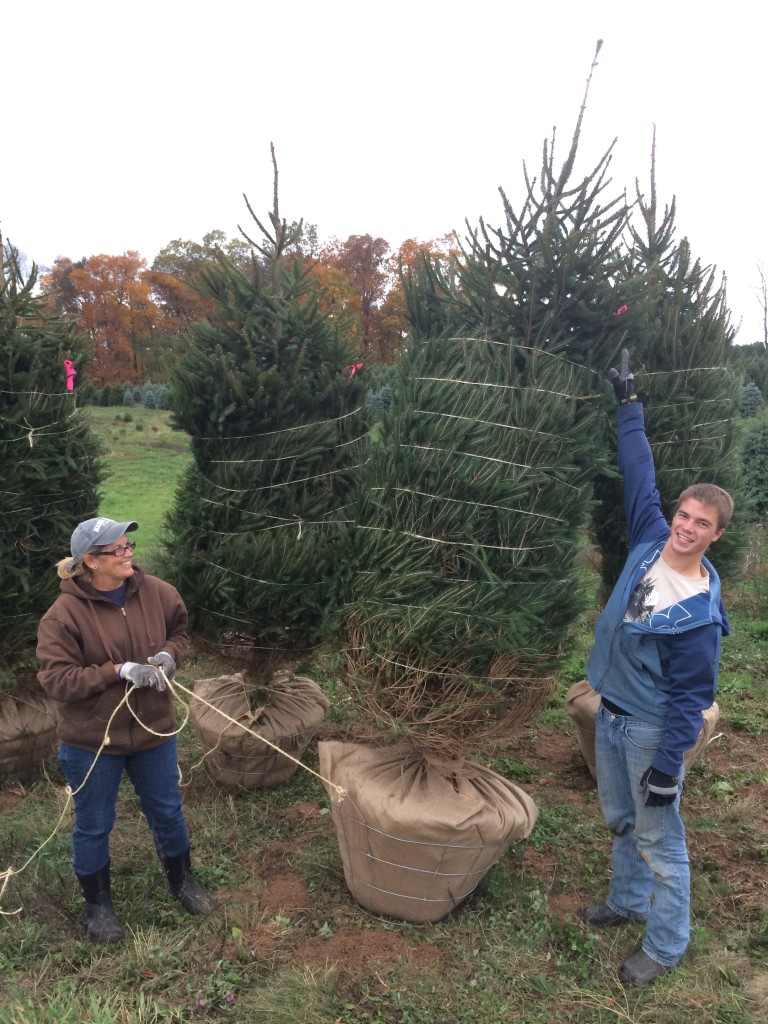 Recent Photos - Blue Ridge Christmas Tree Farm