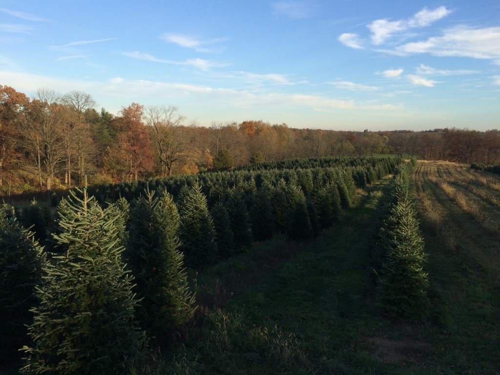 Recent Photos - Blue Ridge Christmas Tree Farm