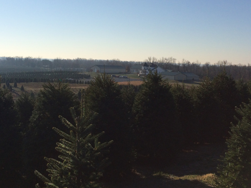 Recent Photos - Blue Ridge Christmas Tree Farm