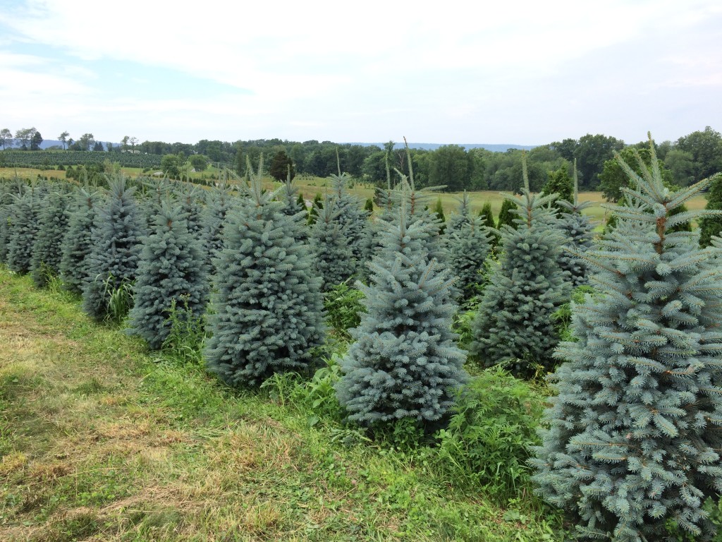News - Blue Ridge Christmas Tree Farm